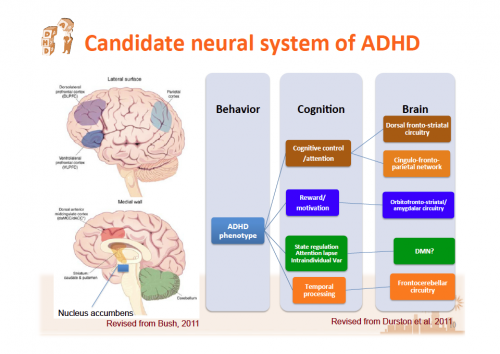 ADHD: the endophenotype approach - ESCAP